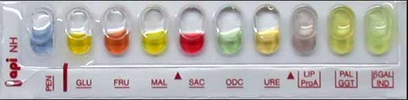 (API System) NH STRIP Neisseria & Haemophilus [BMX-10400] | Unicat